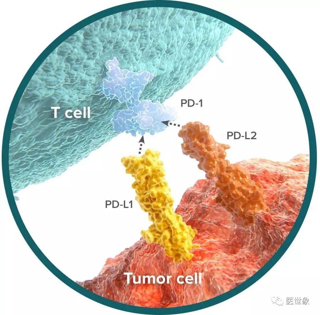 10款PD-1/PD-L1抑制剂的适应症、医保、价格以及出现不良反应时的剂量调整方案-咚咚肿瘤科 10款PD-1/PD-L1抑制剂的适应症、医保、价格以及出现不良反应时的剂量调整方案-咚咚肿瘤科