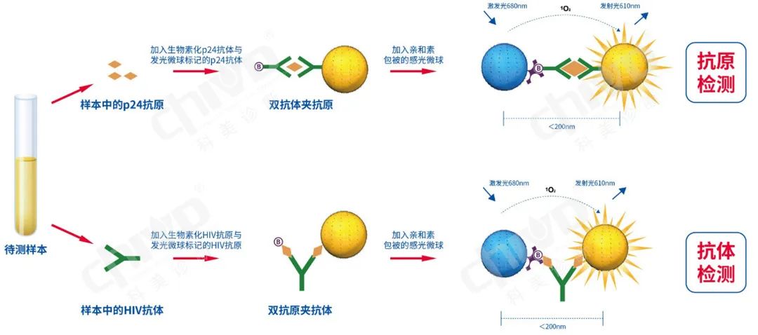 “共抗艾滋 共享健康”——第5代化学发光试剂助力HIV感染诊断_CACLP体外诊断资讯网