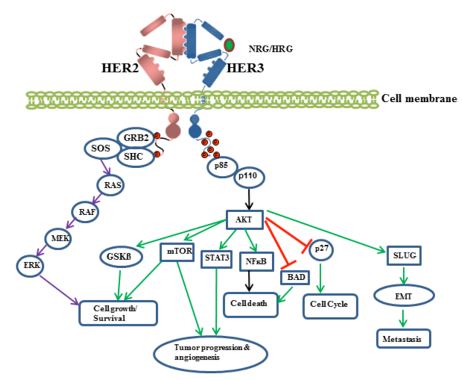 DS-8201，强大的破局者，T-DM1降价52%-咚咚肿瘤科