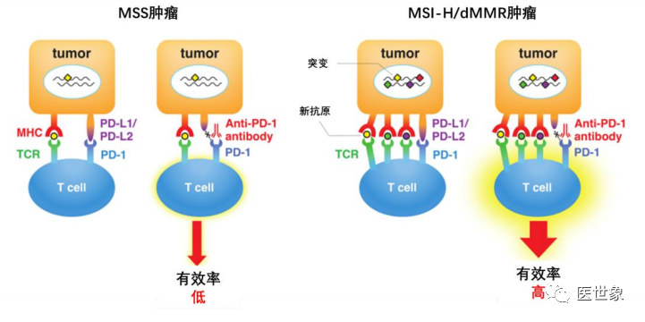 三大泛癌种生物标志物：MSI-H/dMMR、TMB-H 和 NTRK-咚咚肿瘤科