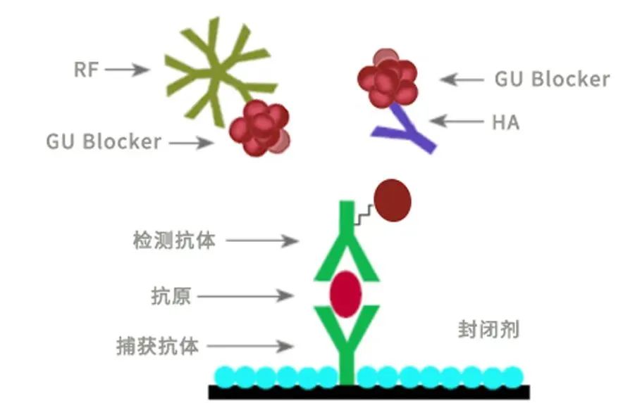 助力抗原试剂精准检测——免疫阻断剂功不可没_CACLP体外诊断资讯网