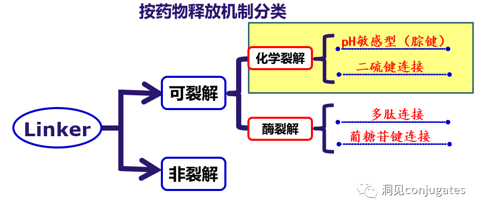 人人学懂ADC第一期：ADC全景概况、抗体及linker选择-咚咚肿瘤科