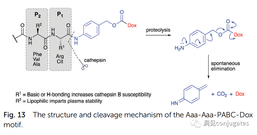 人人学懂ADC第一期：ADC全景概况、抗体及linker选择-咚咚肿瘤科